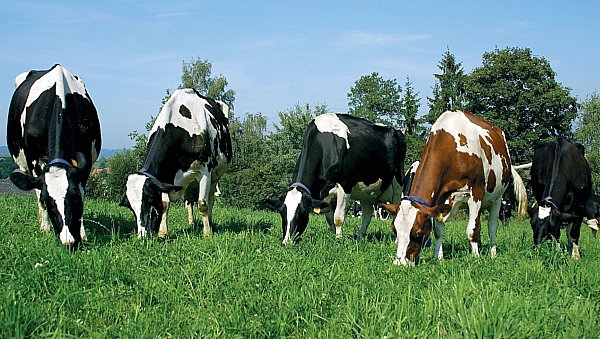 Manejo Tributario de Activos Biológicos | Abogados Tributaristas.